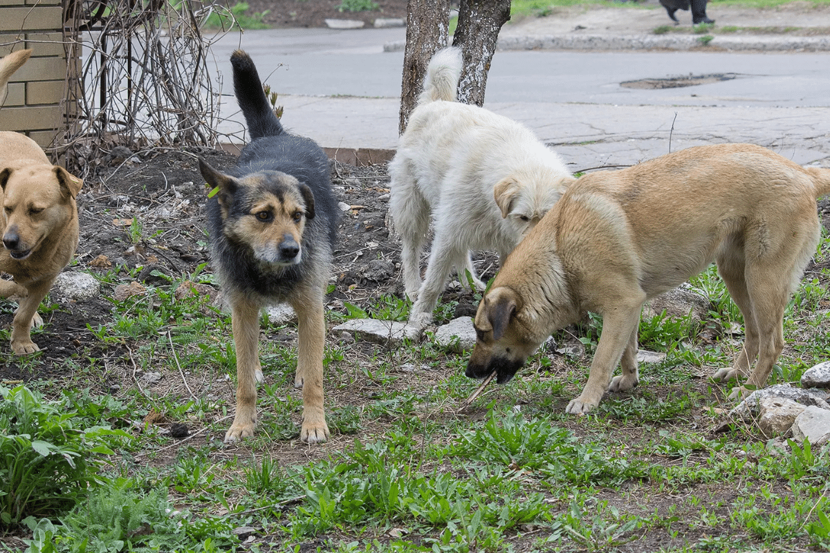 Adopt a Stray Dog Myths in Malaysia- Top 50 Malaysia